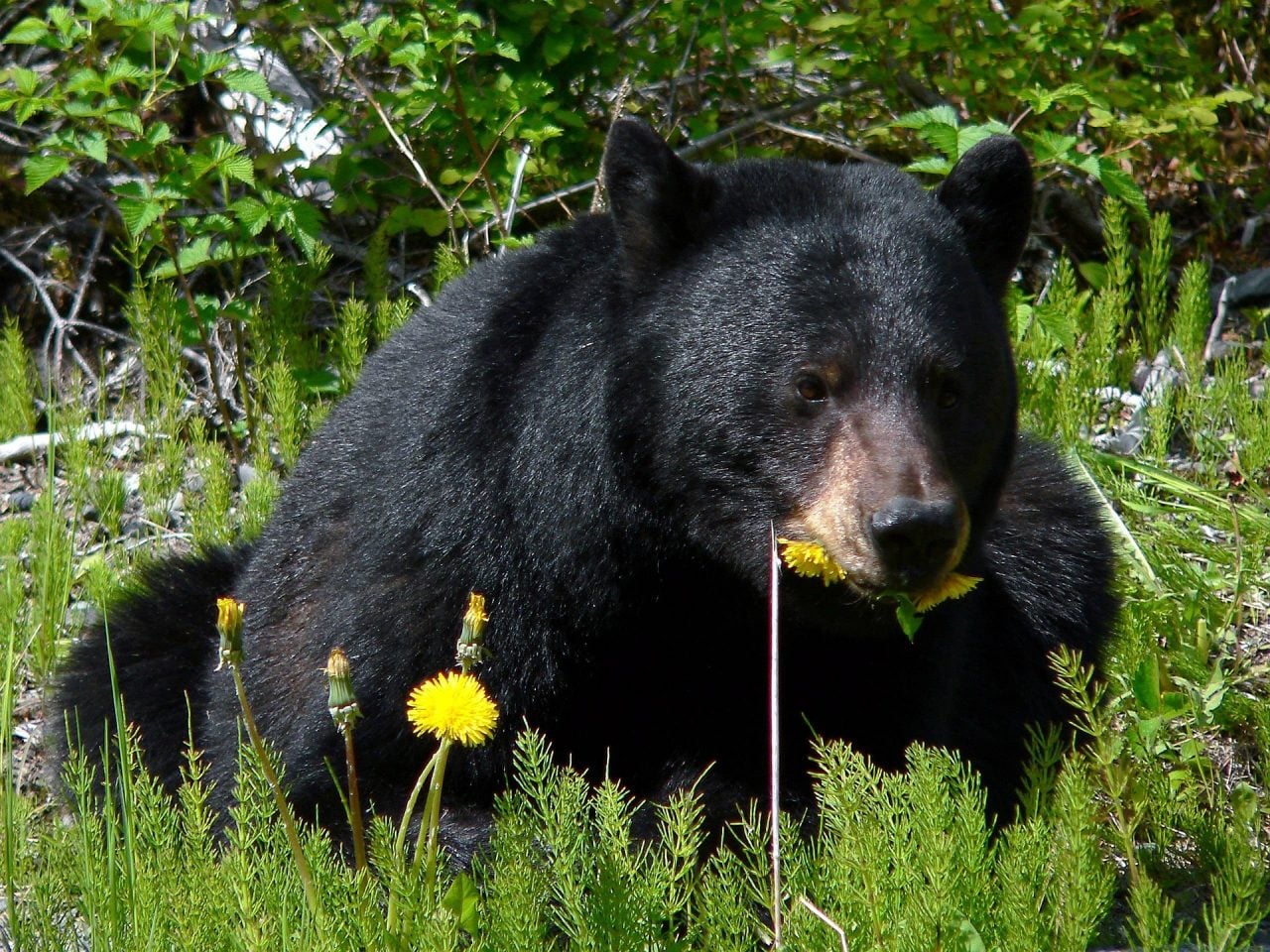 Tell the Maryland Wildlife Advisory Commission: Do NOT Expand the Black ...