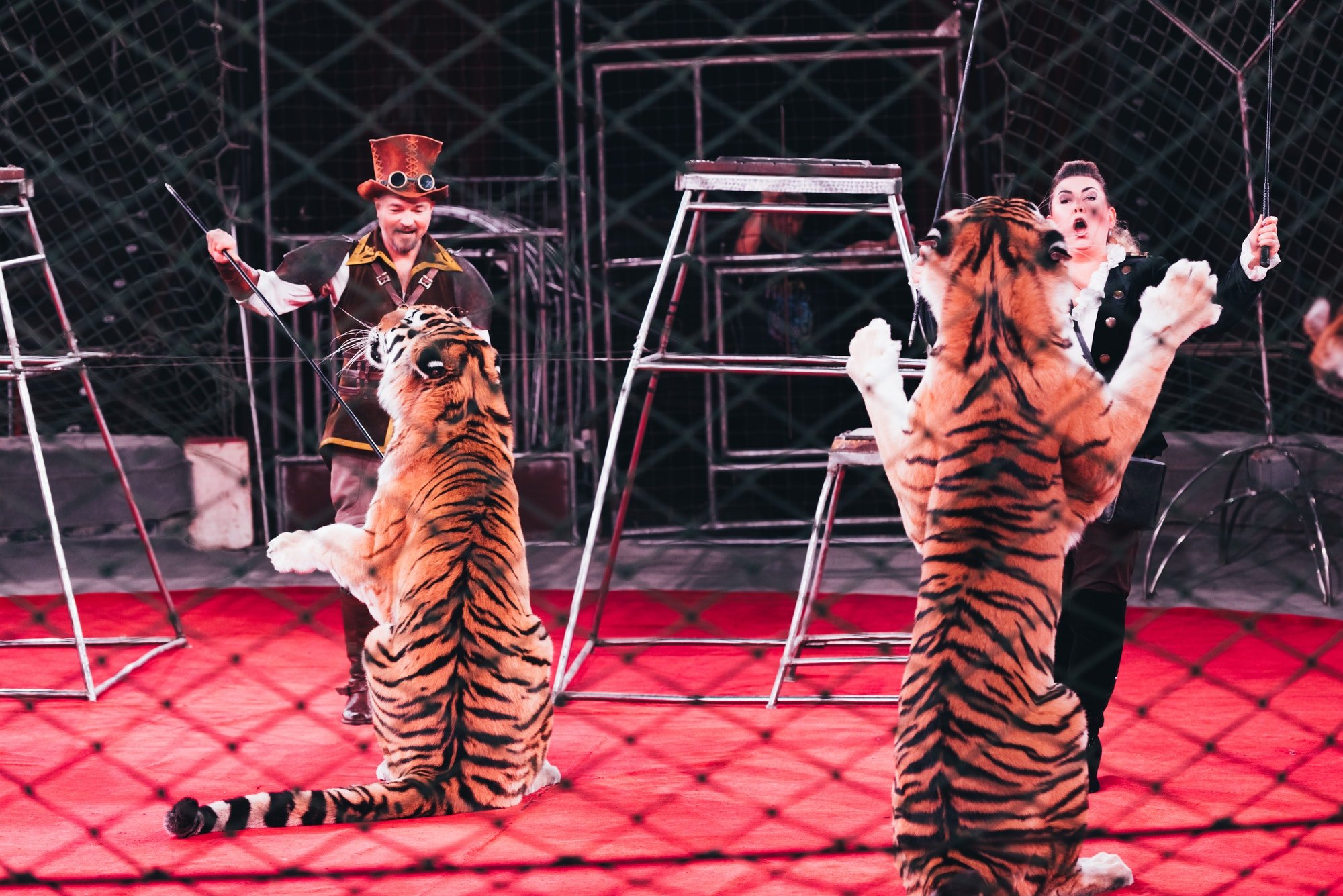 Let's Protect Wild Animals from Being Exploited for Entertainment ...